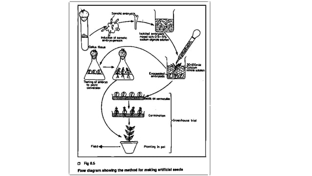 SYNTHETIC SEED.pptx | Agriculture | Industries