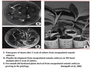 Synthetic seed production By- Parvati Pujar | PPTX