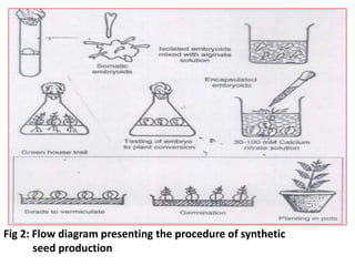 Synthetic seed production By- Parvati Pujar | PPTX