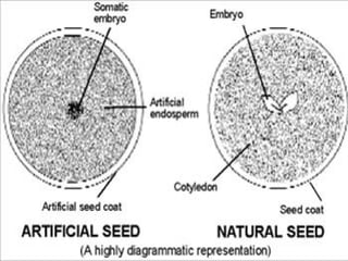 Synthetic Seeds | PPT