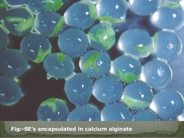 Synthetic Seeds