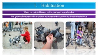 Habituation, Sensitization, Associative Learning, Imprinting & Insight ...