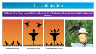 Habituation, Sensitization, Associative Learning, Imprinting & Insight ...