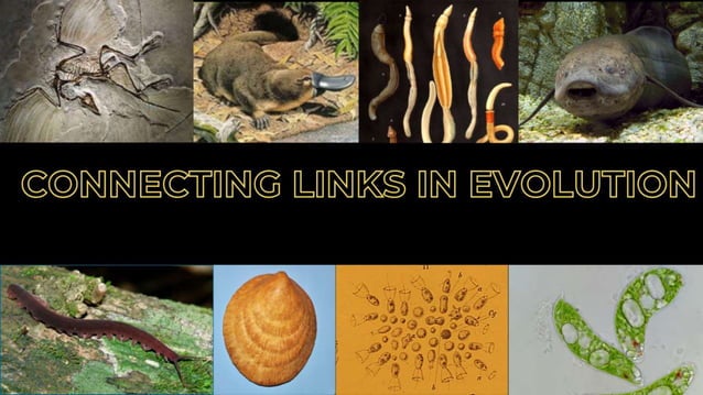 Sy BSc zoology unit 1. > origin and evolution. | PPTX