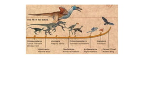 Sy BSc zoology unit 1. > origin and evolution. | PPTX