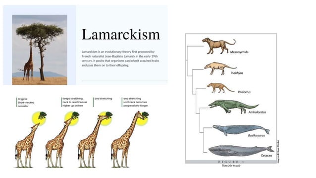Sy BSc zoology unit 1. > origin and evolution. | PPTX