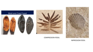 Sy BSc zoology unit 1. > origin and evolution. | PPTX
