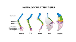 Sy BSc zoology unit 1. > origin and evolution. | PPTX