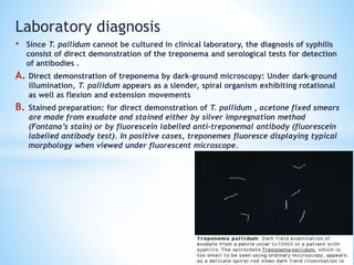 Syphilis | PPT
