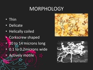 Syphilis | PPTX | Sexual Conditions | Sexual Health