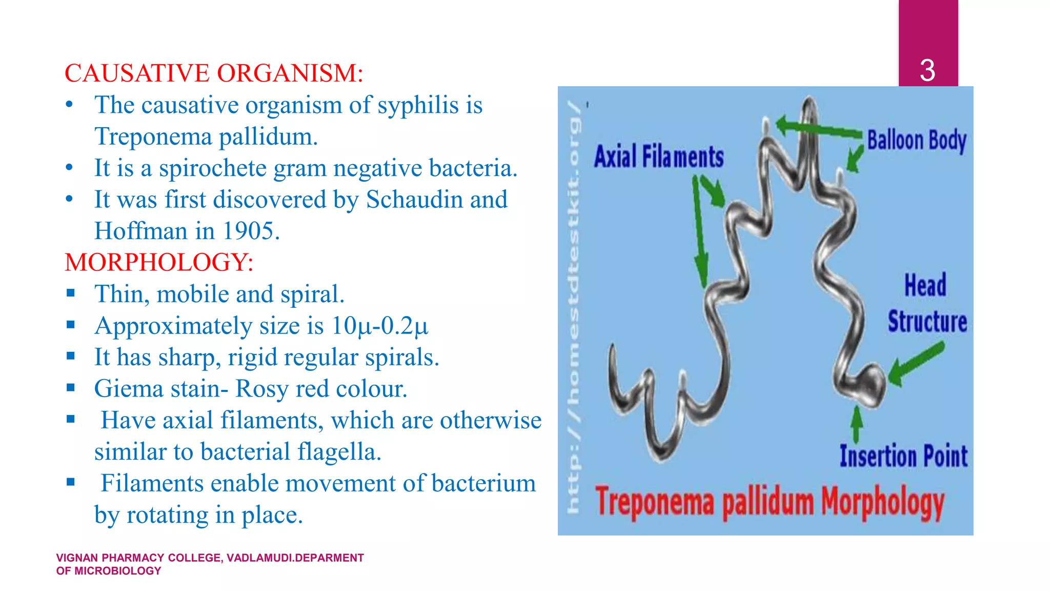 Syphilis | PPTX