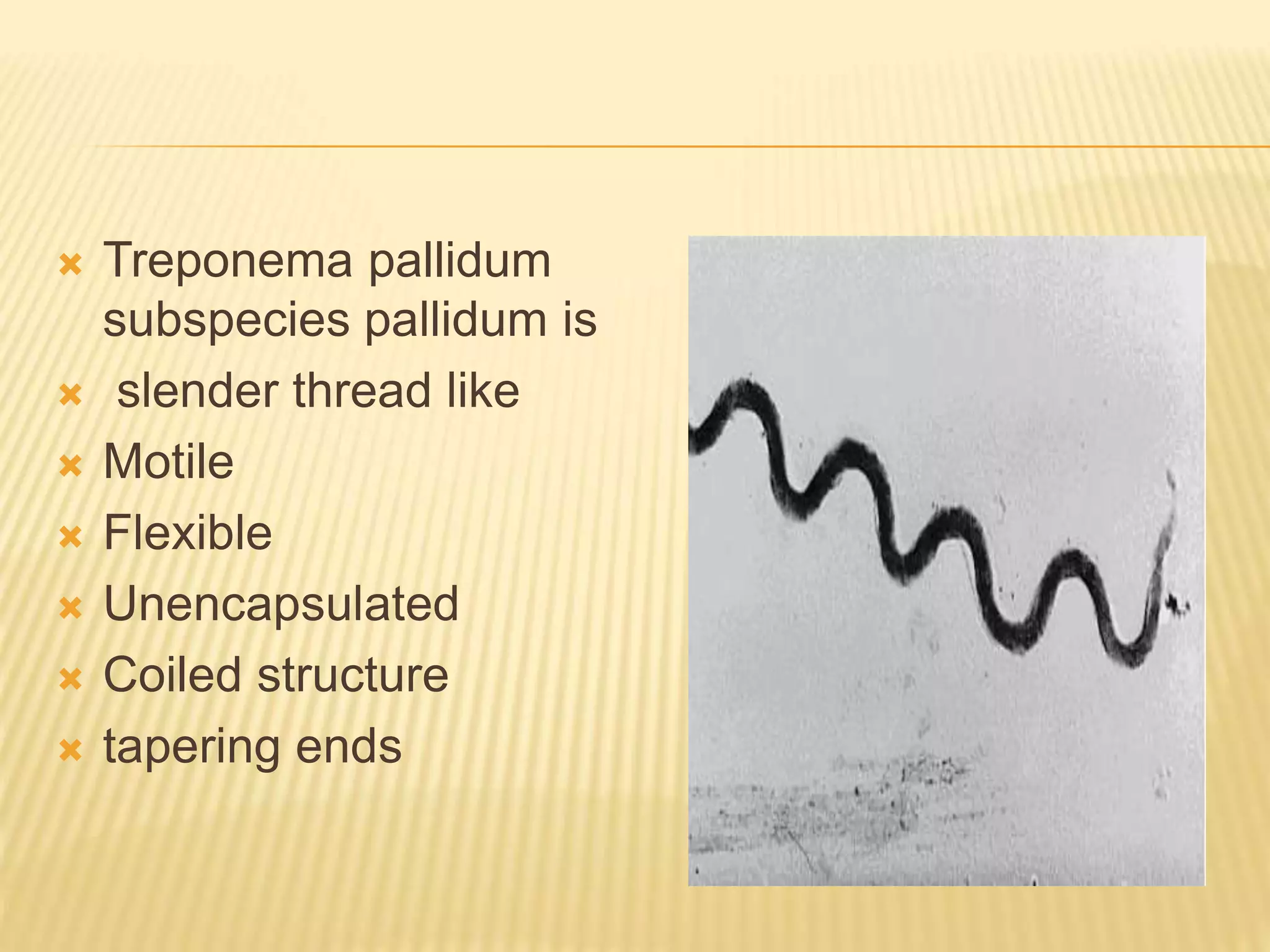 Syphilis introduction and primary syphilis | PPTX