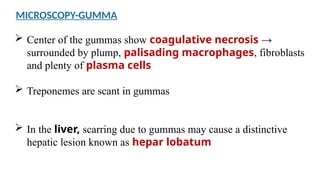 Syphilis complete notes on pathology mode of transmission and etiology ...