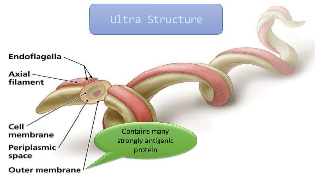 Syphilis Bacteria Diagram