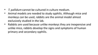 syphilis pathophysiology and classification class.pptx