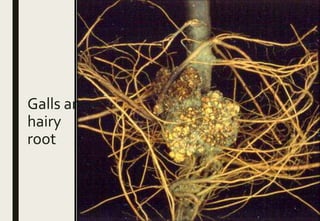 Symptoms of Plant Pathogenic bacteria | PPTX