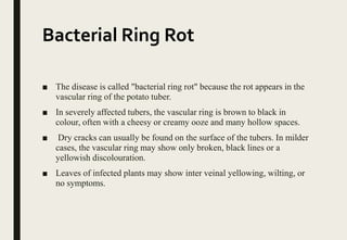 Symptoms of Plant Pathogenic bacteria | PPTX