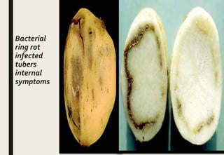 Symptoms of Plant Pathogenic bacteria | PPTX