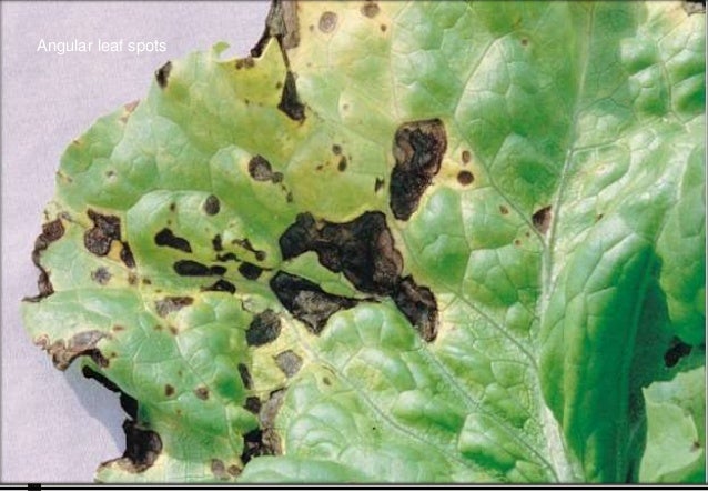 Symptoms of Plant Pathogenic bacteria