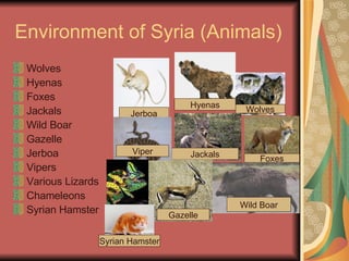 Syria | PPT | Geography | Science