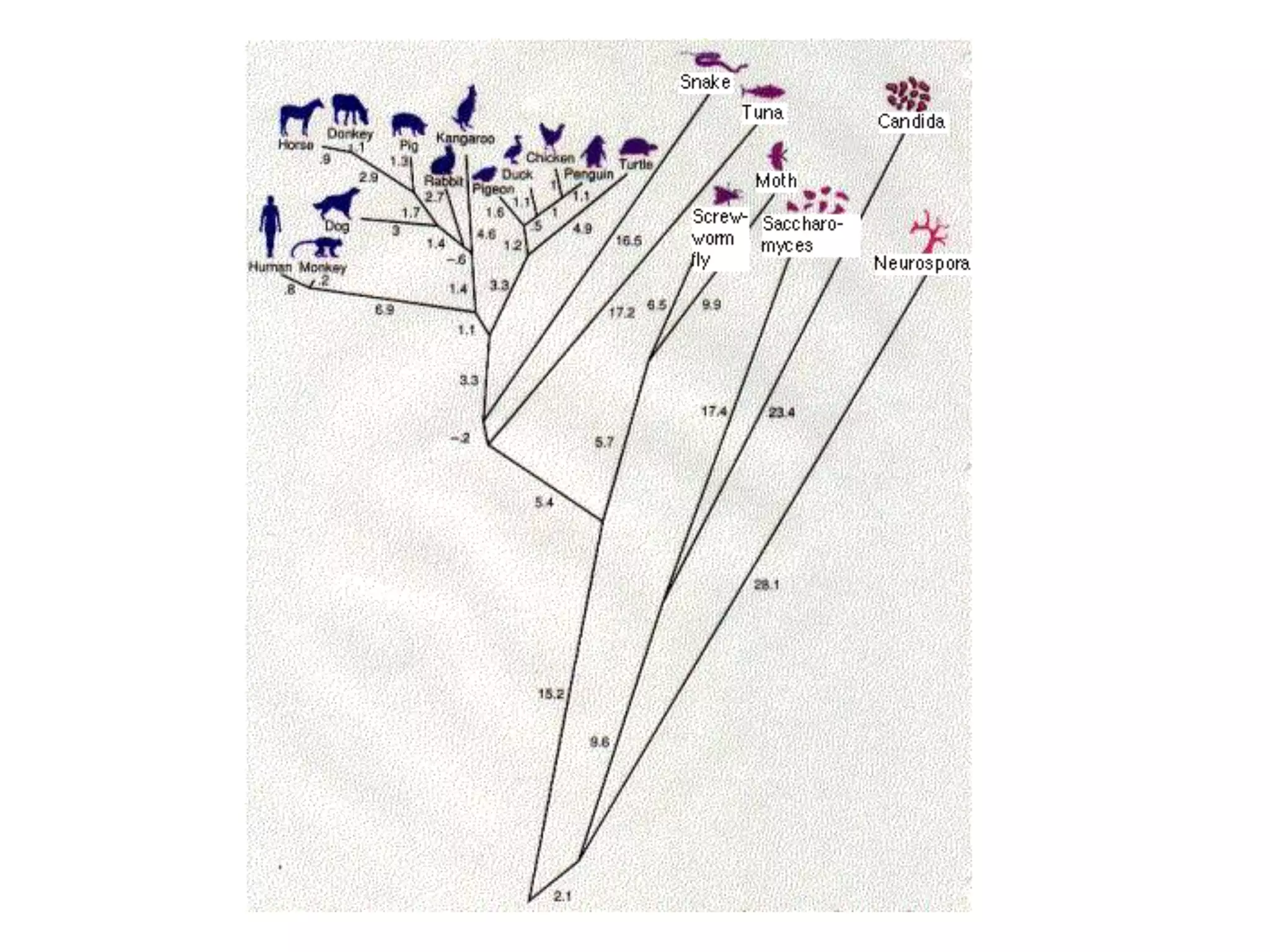 Animal Systematics Lecture 1 | PPTX