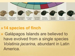 Animal Systematics Lecture 3 | PPTX