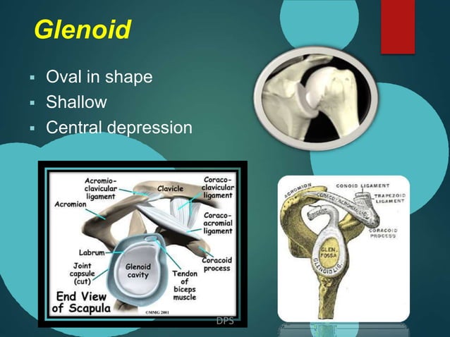Systematic interpretation of shoulder MRI: DR. D. P. SWAMI | PPTX