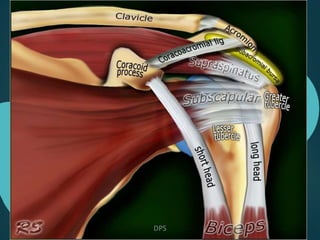 Systematic interpretation of shoulder MRI: DR. D. P. SWAMI | PPTX