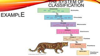 system-of-classification-171007024939.pptx