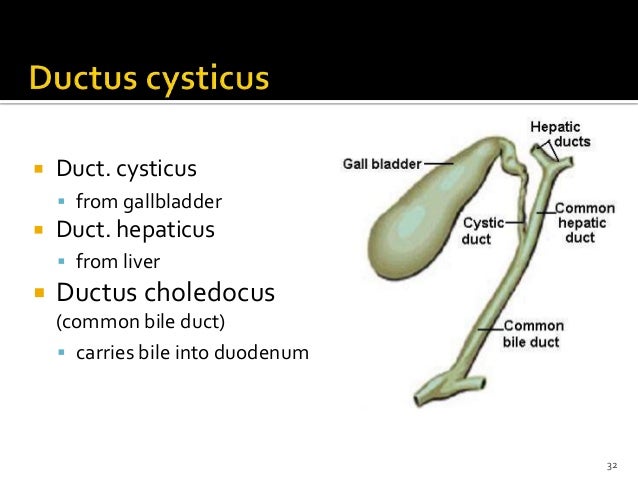 Systema digestivus akper pemkab muna