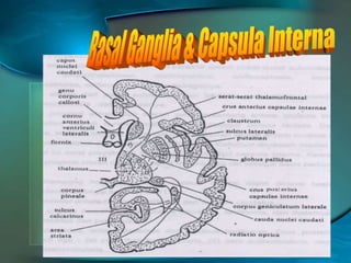 Systema nervorum i ( cns ) SEMESTER 2 kd 2 anatomy | PPT