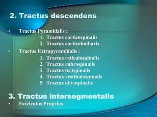 Systema nervorum i ( cns ) SEMESTER 2 kd 2 anatomy | PPTX