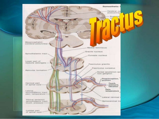 Systema nervorum i ( cns ) SEMESTER 2 kd 2 anatomy