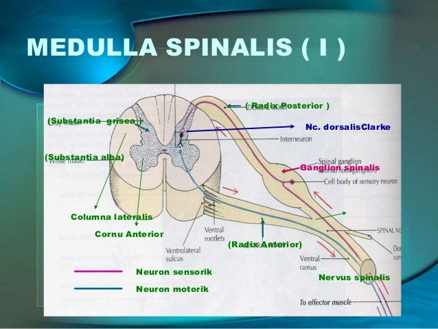 Systema nervorum i ( cns ) SEMESTER 2 kd 2 anatomy