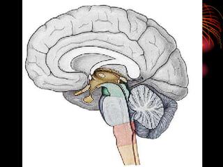 Systema nervosum | PPTX