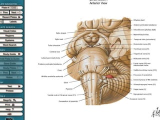 Systema nervosum | PPTX