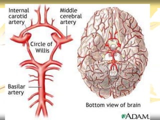 Systema nervosum | PPTX