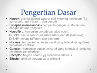 Systema nervosum | PPTX