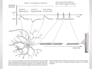 Systema nervosum | PPTX