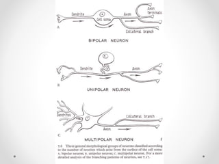 Systema nervosum | PPTX