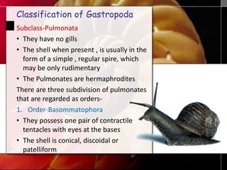 Systematics of gastropod snail | PPTX | Reproductive Health | Diseases ...