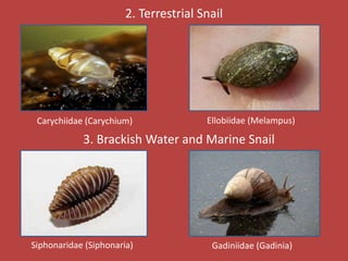 Systematics of gastropod snail | PPTX | Reproductive Health | Diseases ...