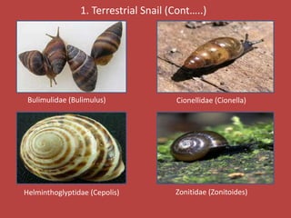 Systematics of gastropod snail | PPTX | Reproductive Health | Diseases ...