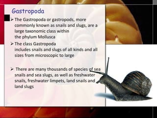 Systematics of gastropod snail | PPTX | Reproductive Health | Diseases ...