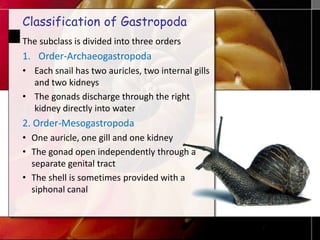 Systematics of gastropod snail | PPTX