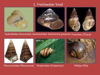 Systematics of gastropod snail | PPTX | Reproductive Health | Diseases ...