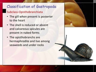 Systematics of gastropod snail | PPTX