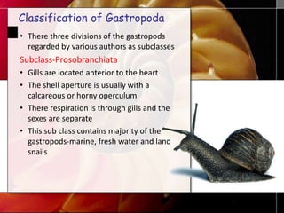 Systematics of gastropod snail | PPT