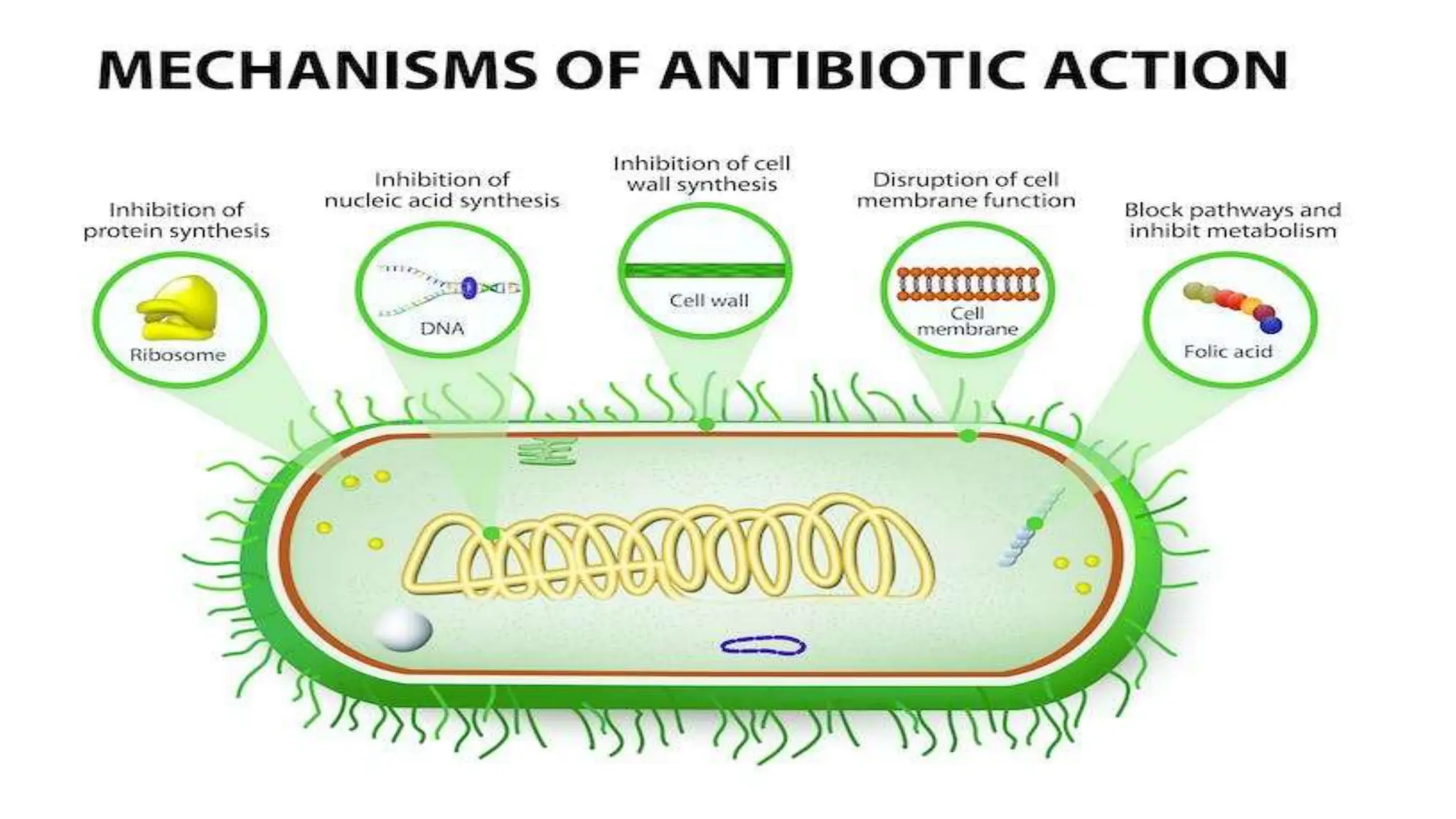 Systematic Bacteriology Set of Microbiology | PPTX