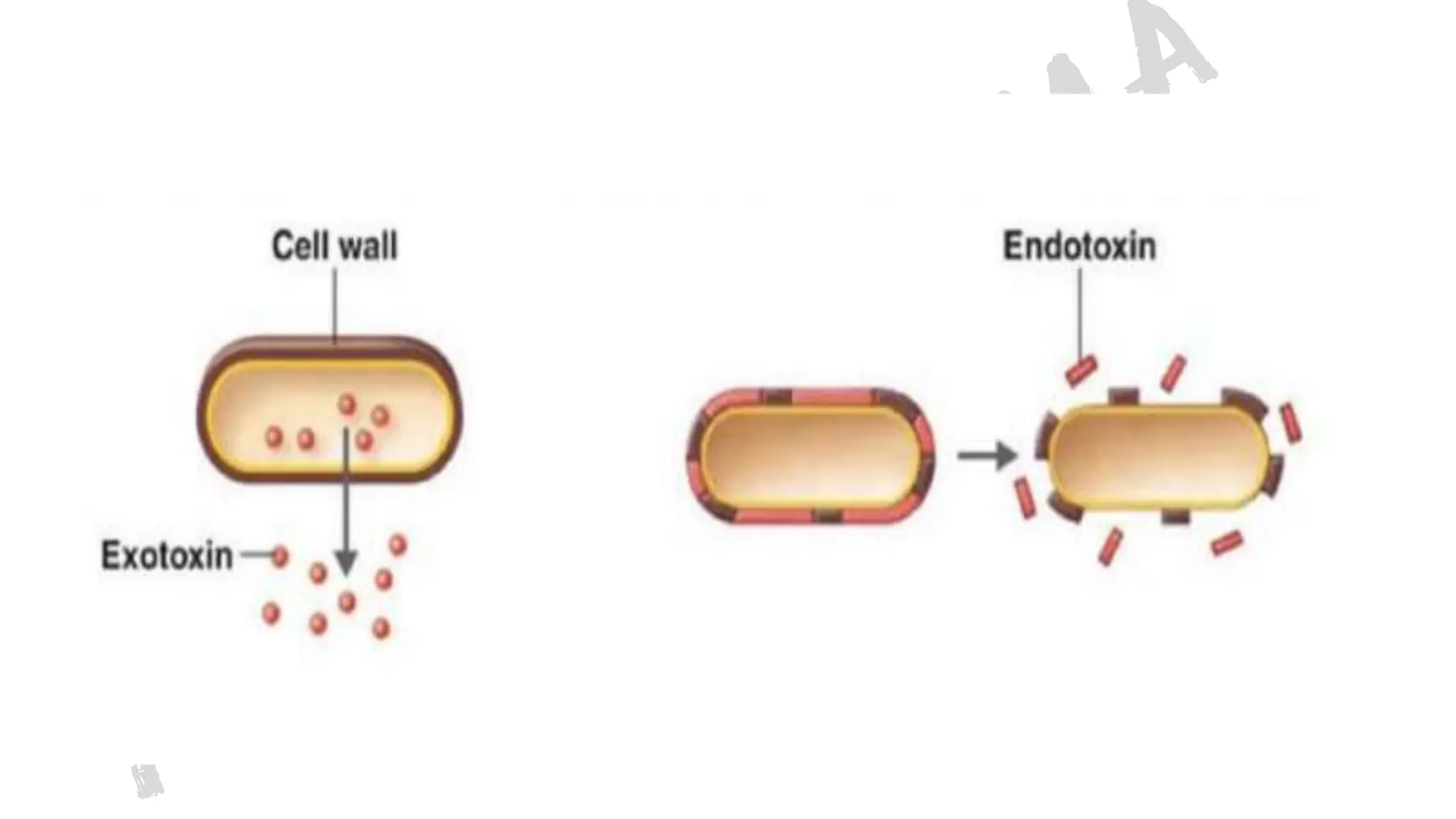 Systematic Bacteriology Set of Microbiology | PPTX